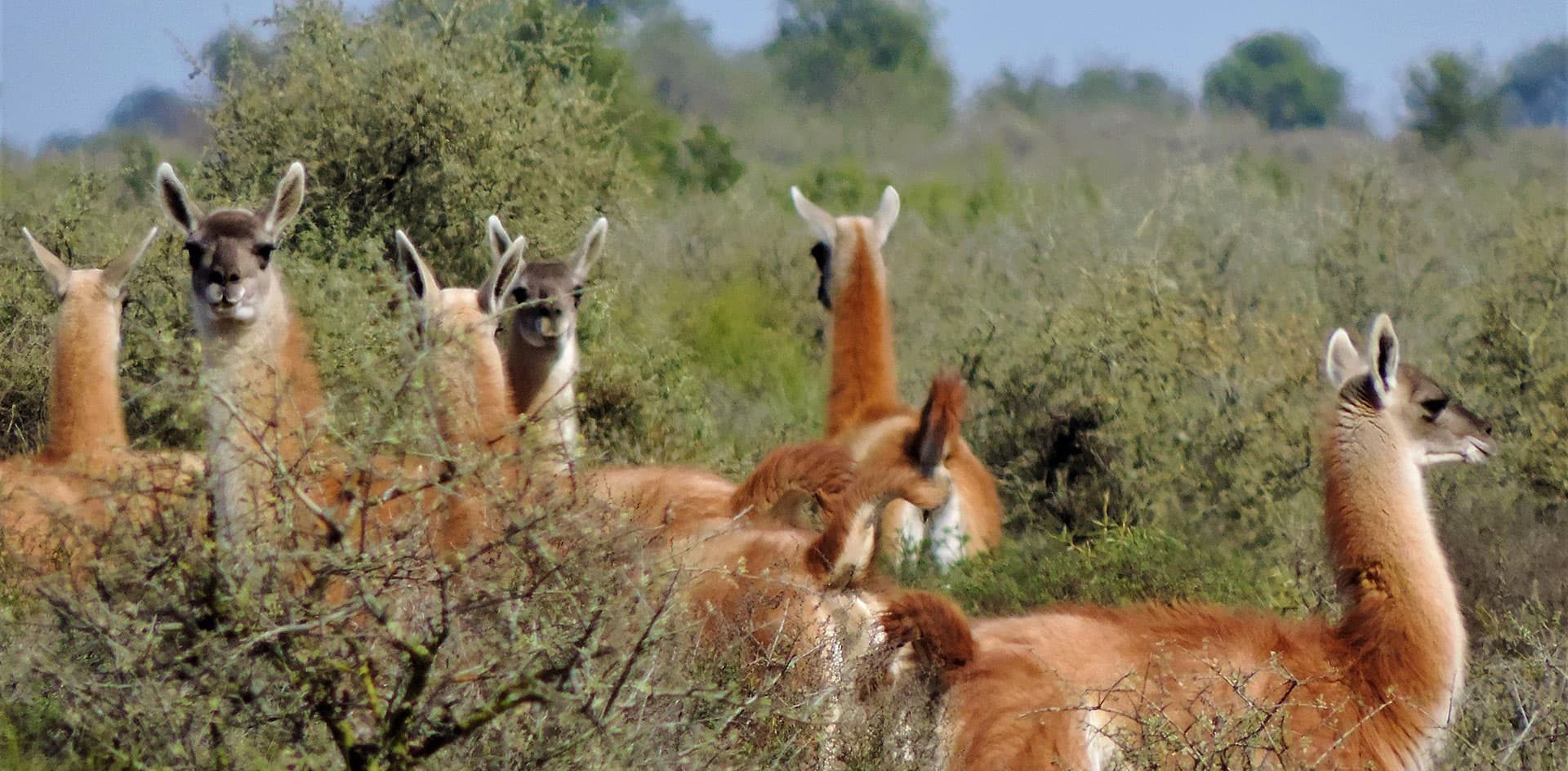 QUE GUANACOS!!! – GEF Informa